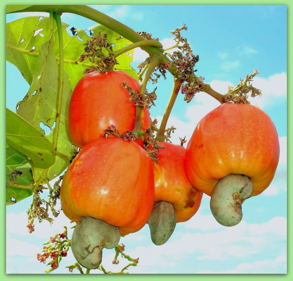 PLAAN : Marañón o Cashú - Anacardium occidentale