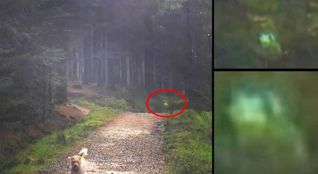 Pet owner captured image of ghost dog in the woods of England
