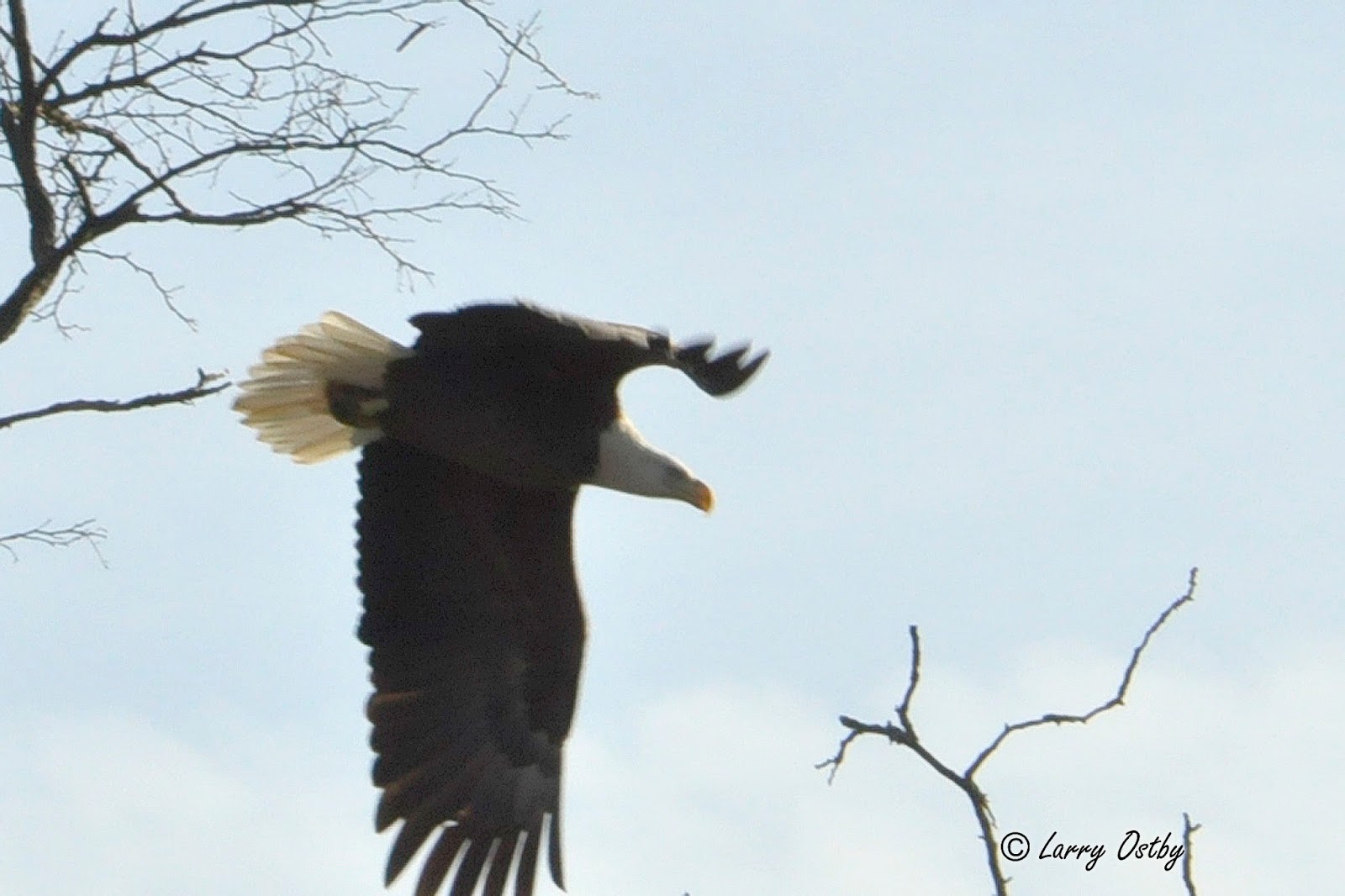 Larry Ostby's Wild Critters: Some Local Feathers and a Little Fur...