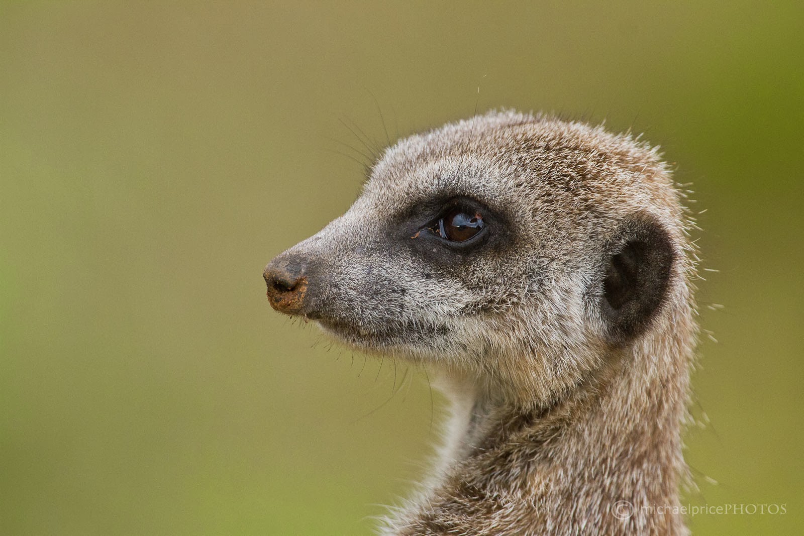 Five Star Lodge in the Addo Elephant National Park: Something to be ...