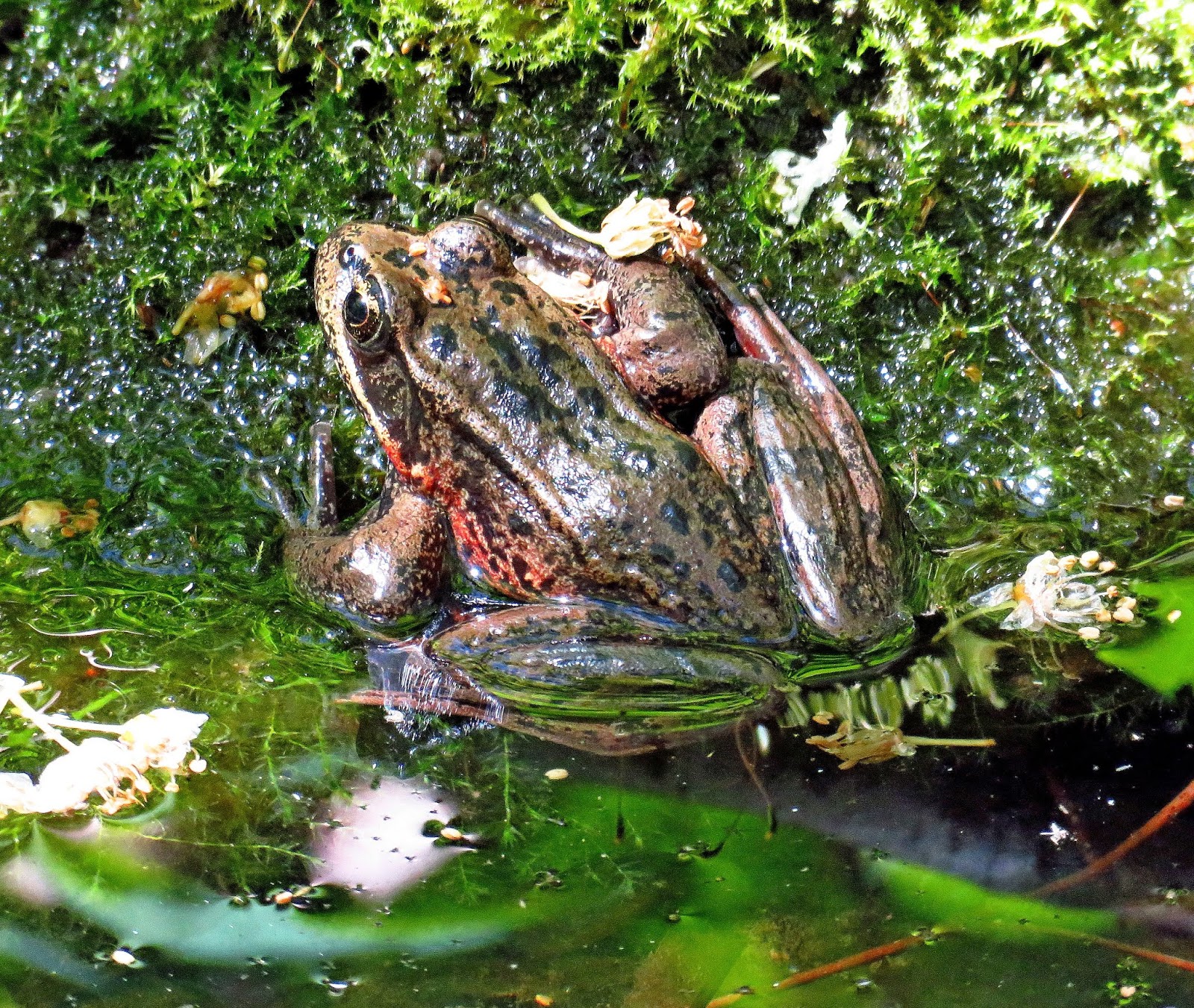 Buzz's Marine Life of Puget Sound: RED-LEGGED FROGS AT THE POND