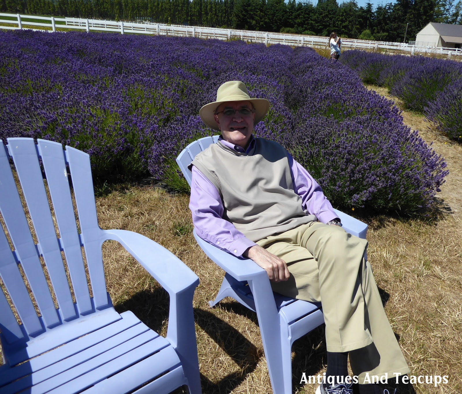 Antiques And Teacups: Sequim Lavender Festival Tuesday Cuppa Tea