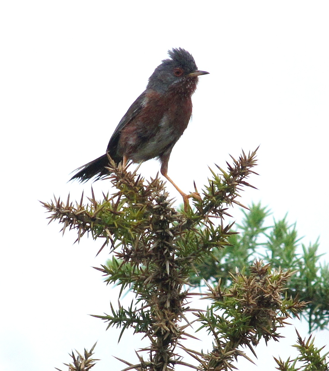 NO SIN MIS PRISMÁTICOS: CURRUCA RABILARGA (Sylvia undata)