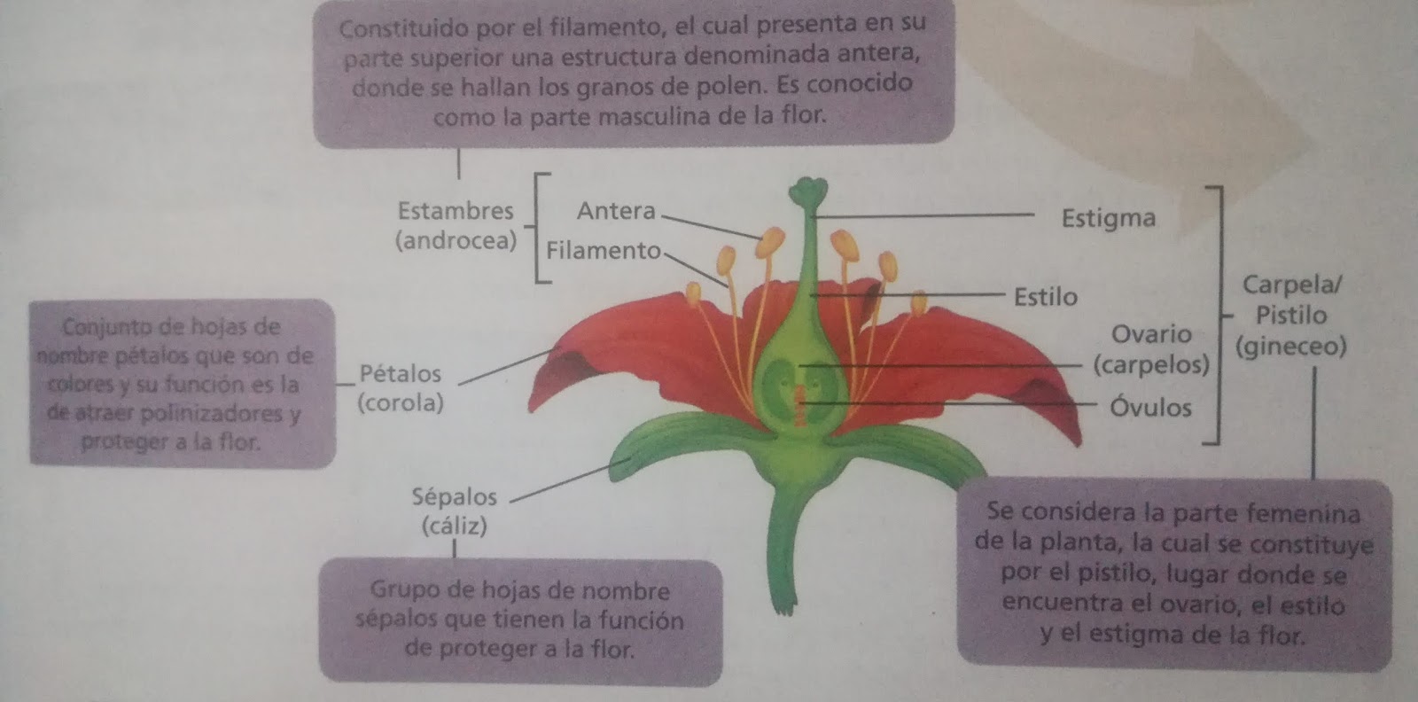 ESTRUCTURA DE LA FLOR