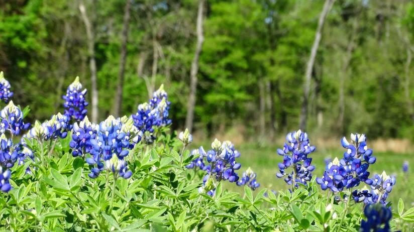 Houston in Pics: First Bluebonnets and other Spring-time wildflowers in