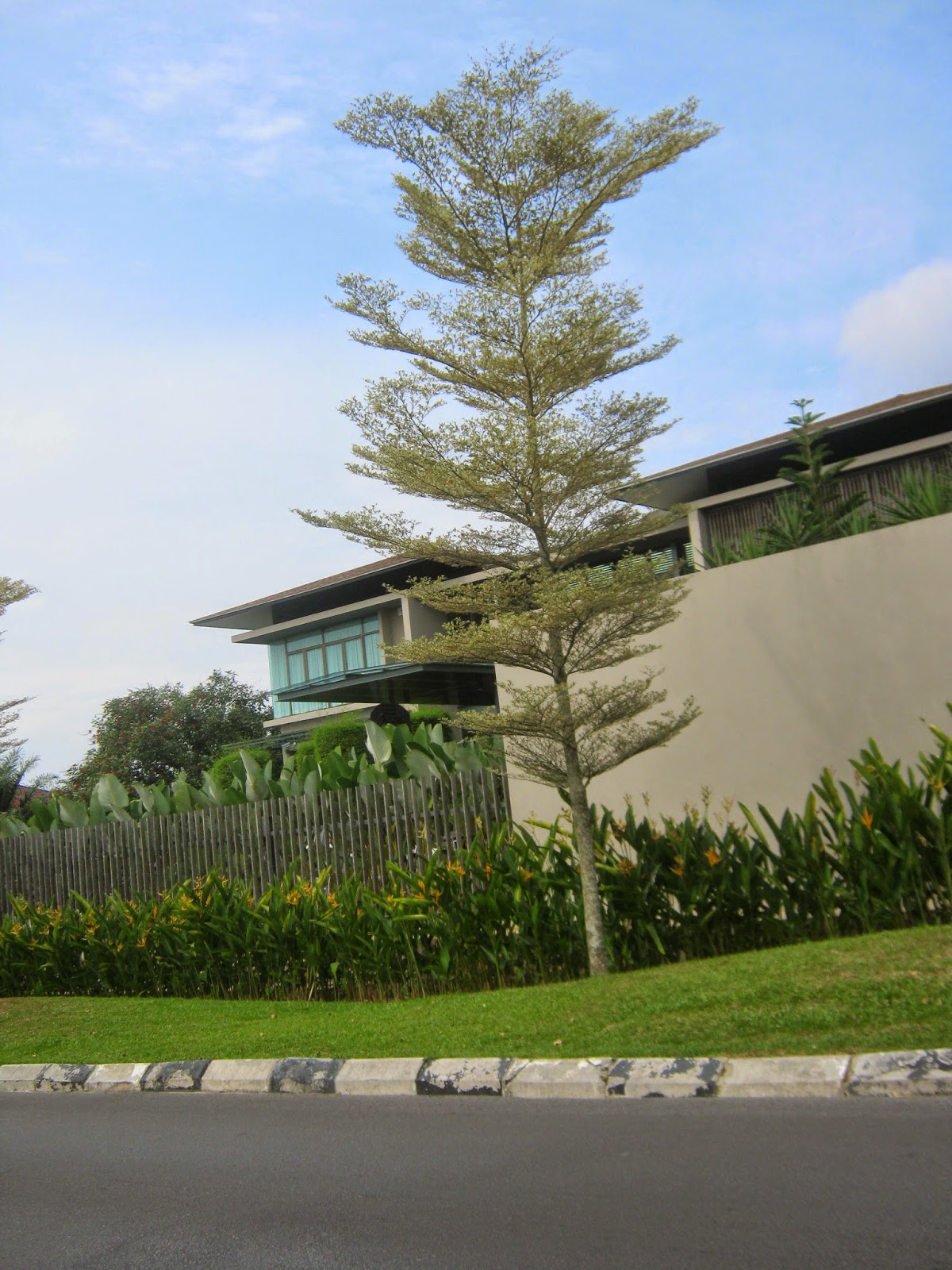 my walk with food and beautiful plants and flowers: White Bucida tree