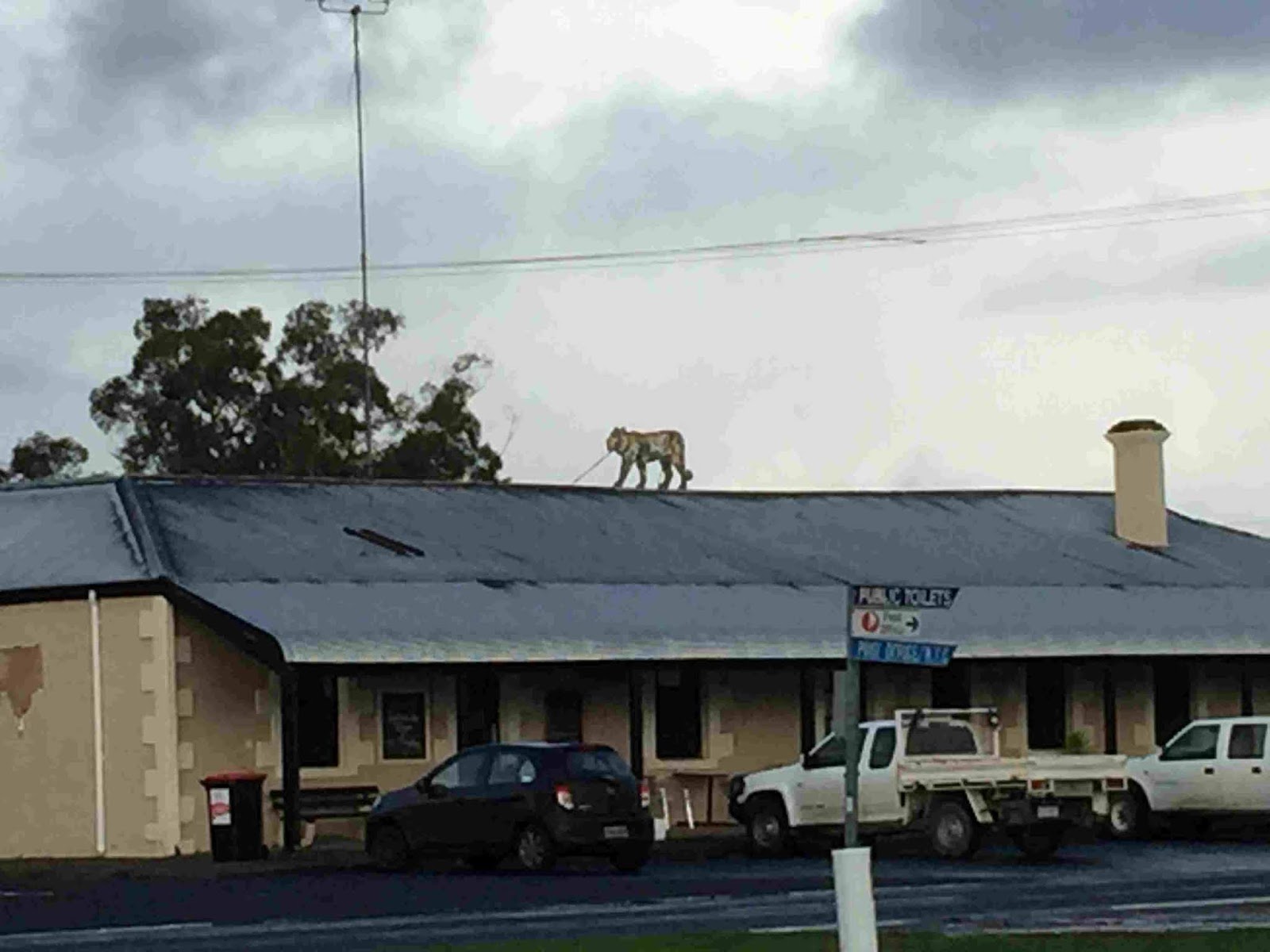 Are We There Yet?: The Tantanoola Tiger