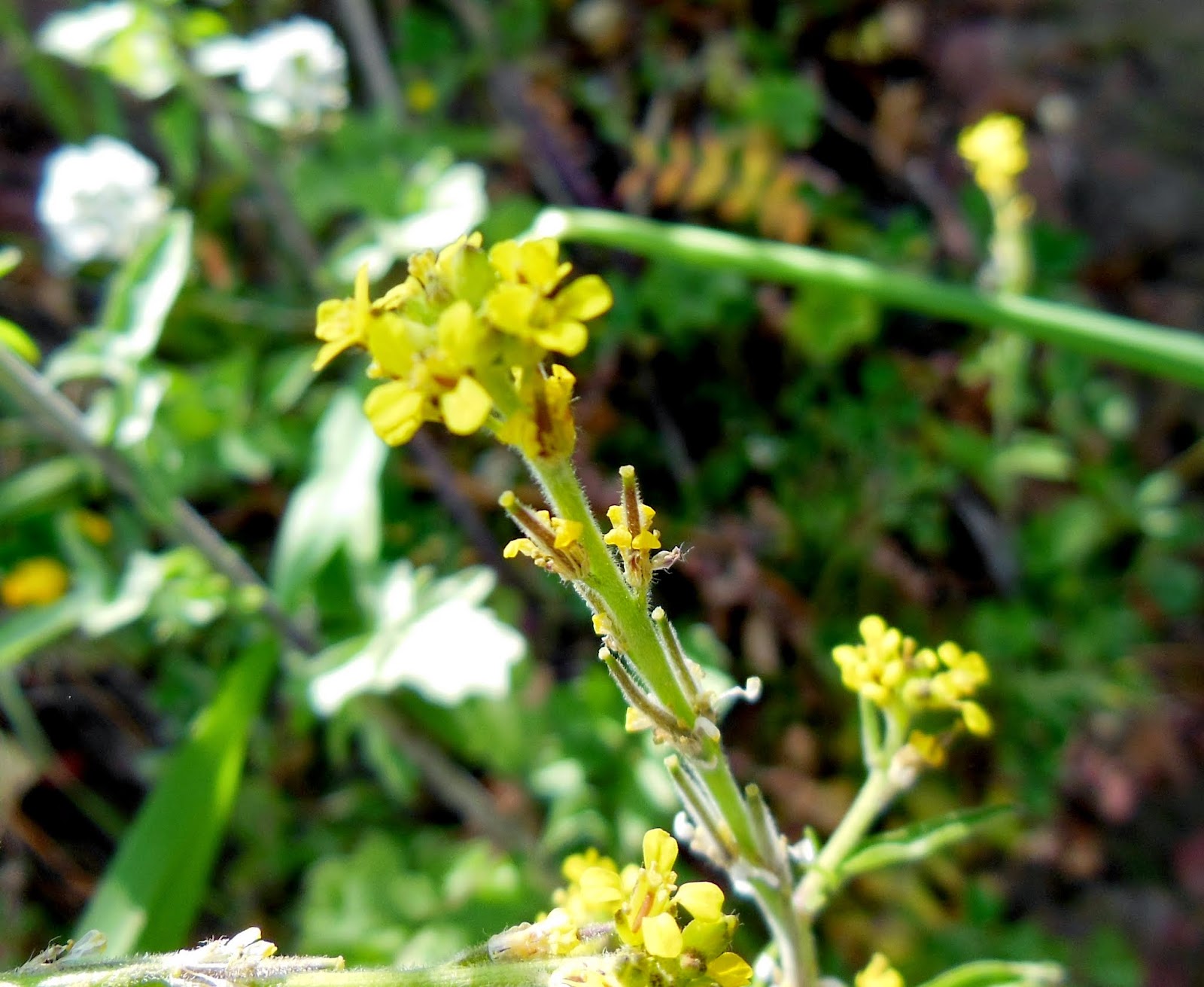 Mi herbario particular: ERÍSIMO (Sisymbrium officinale)