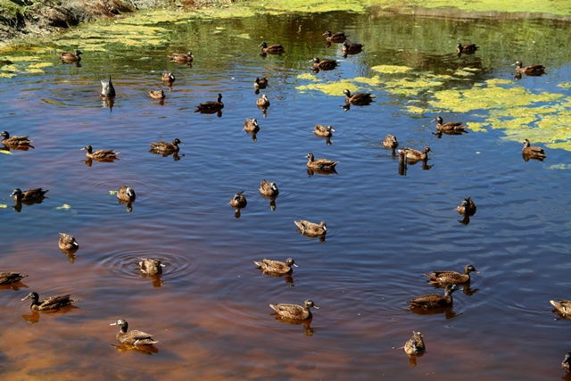 Pete at Midway: Coast Guard