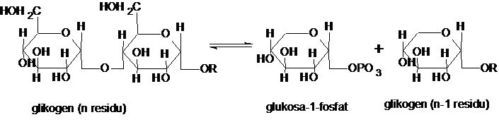 Metabolisme glikogen melalui malat shuttle dan G3P shuttle ~ Scientists ...
