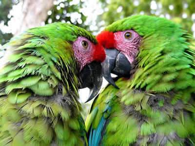 MANABI Y SUS RIQUEZAS: ANIMALES DE MANABI