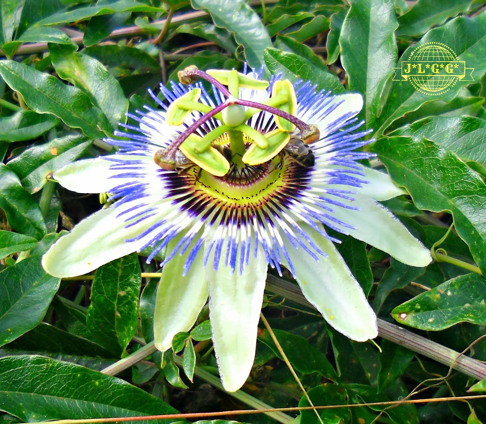 Naturaleza J *L * G* G*: FLOR PASIONARIA O GRANADILLA J*L*G*G*