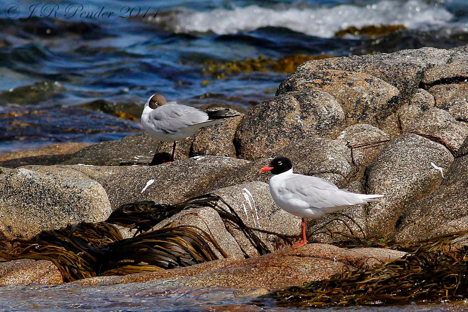 Joe Pender Wildlife Photography: Adult Summer Mediterranean Gull