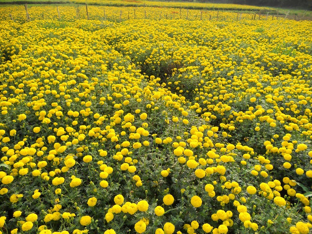 My Clicks: Marigold (Genda) Flower