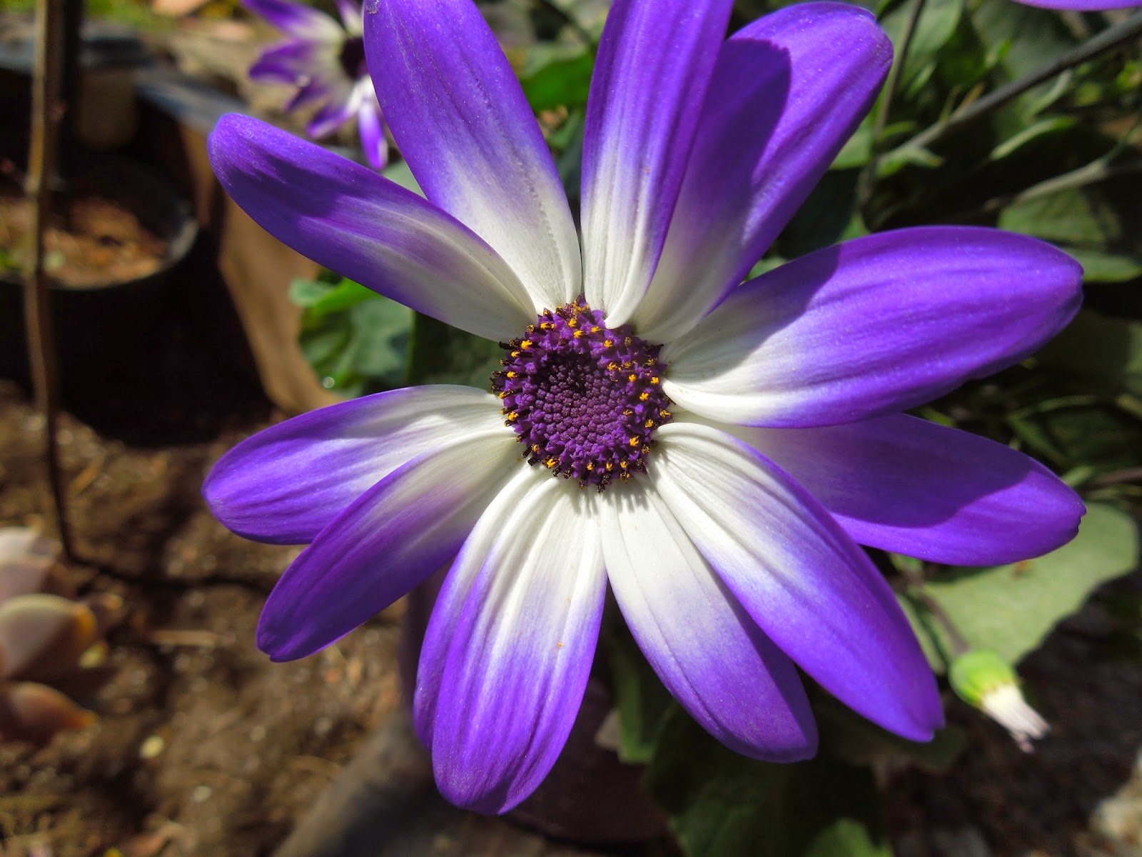PERICALLIS "SENETTI" - BOTÀNIC SERRAT