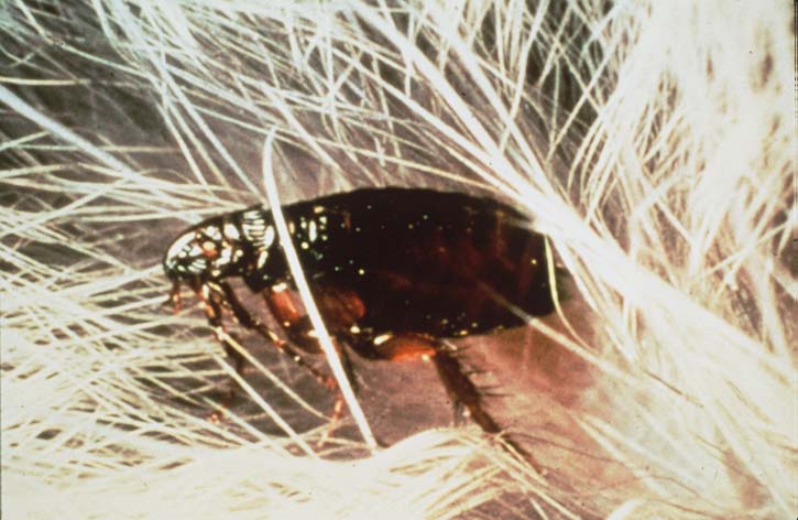 Pinjal Sebagai Salah Satu Vektor Penyakit - LIFE IS A GIFT