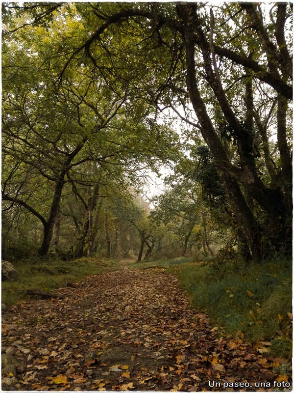 Un paseo,una foto: Bosque da Fervenza. O Corgo. Lugo
