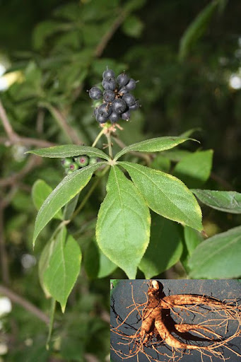 Manyprickle acanthopanax root (CI WU JIA)-Acanthopanax senticosus