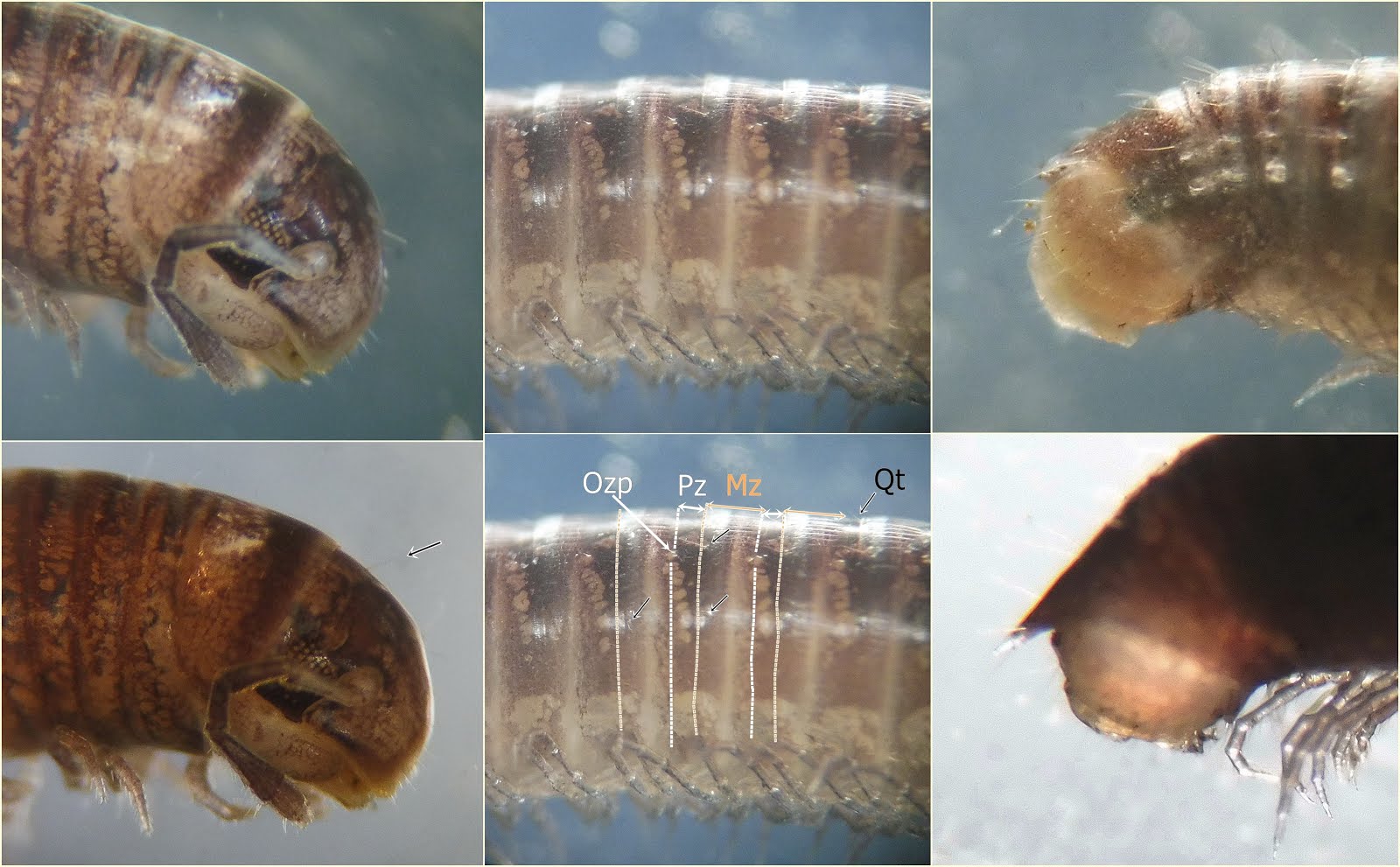 fauna de can grau: Miriàpodes (13)