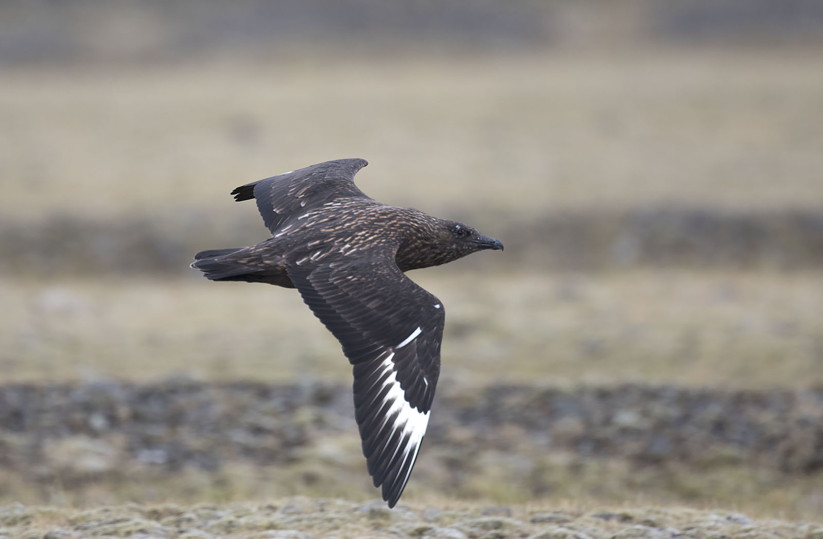 pewit: Icelandic Bonxie