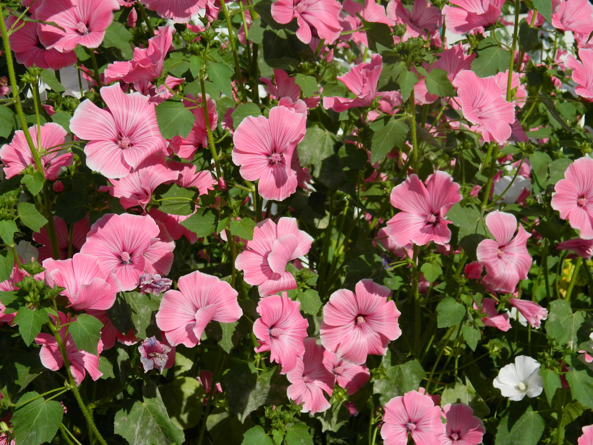 LA MULTI ANI, ROMANIA!: Flori roz