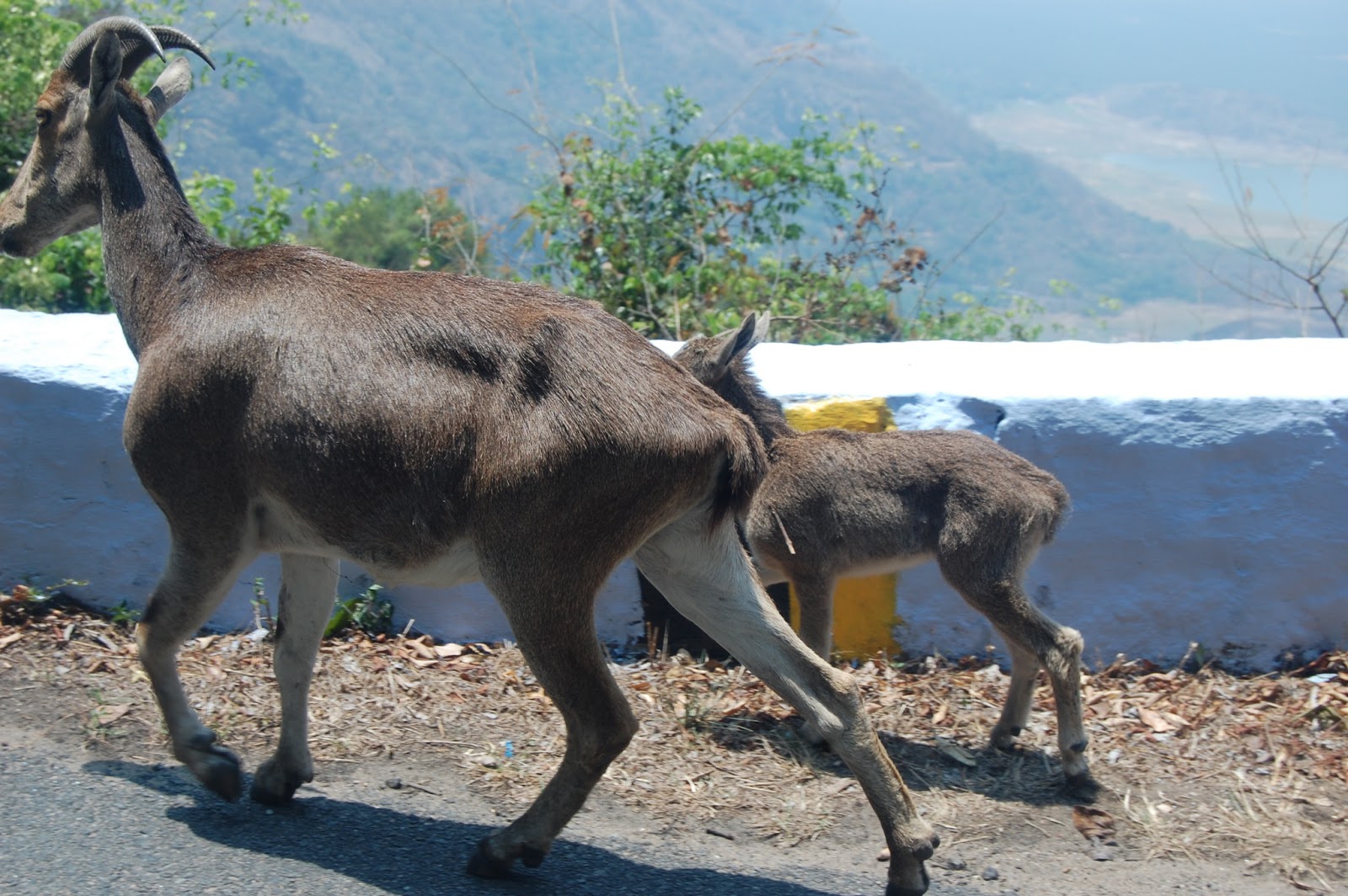 Janetius Speaks: Way to Valparai - Some Endangered Animals on the Road