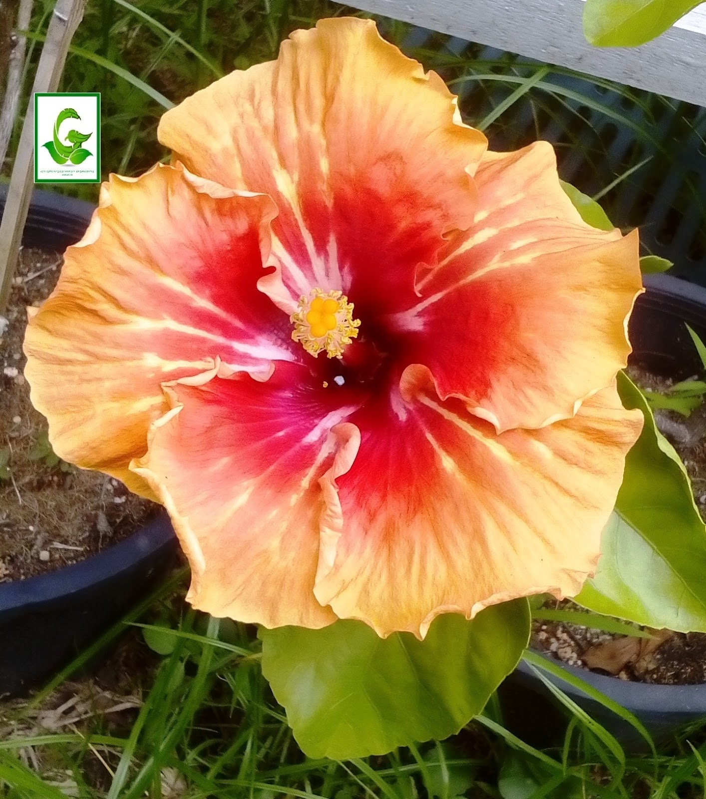 GoGreen Travel: Bunga Raya / Hibiscus