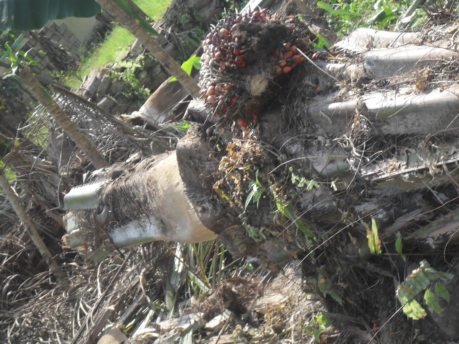 PALM WINE BREWERY AND LOCAL GIN DISTILLATION: PICTURES OF TAPPING PALM WINE