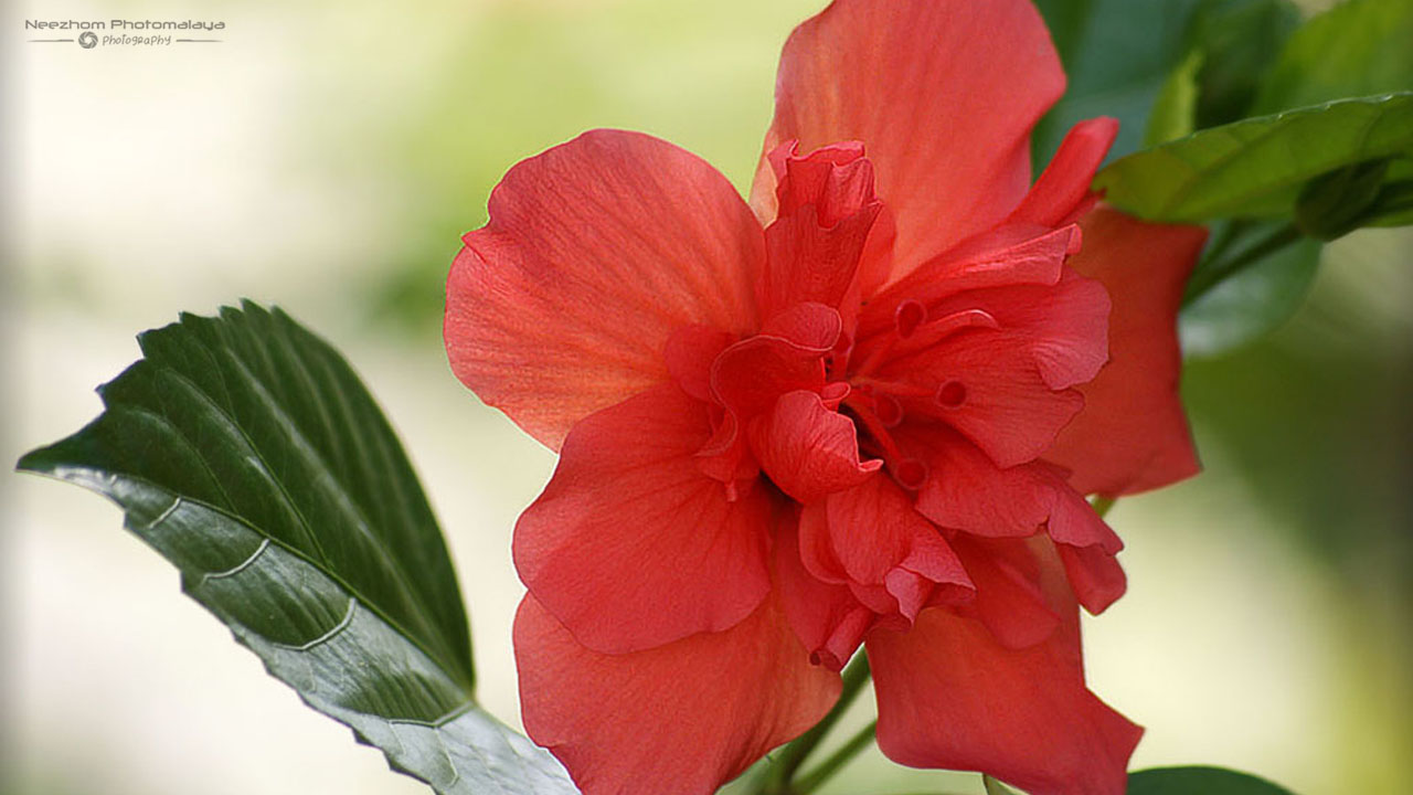 Koleksi Gambar Bunga Raya