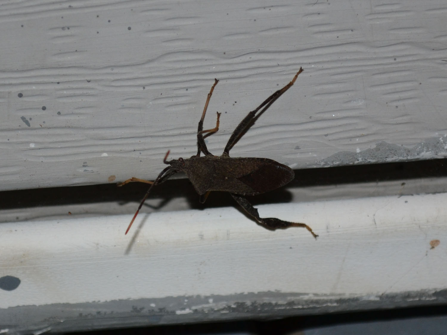 Woods Walks and Wildlife: Creatures of the Night (Again): Our Peeper ...