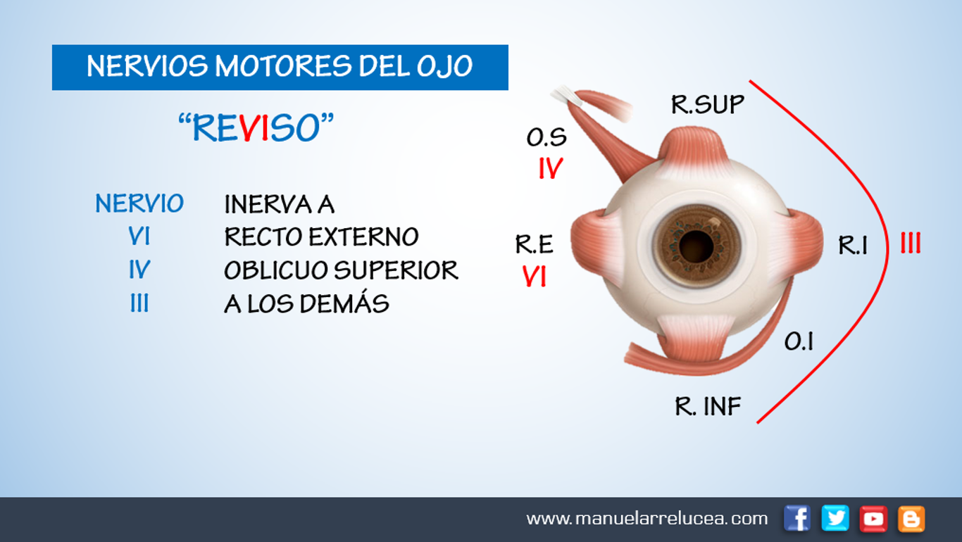 Anatomía y Fisiología: NEMOTECNIAS - NERVIOS MOTORES DEL OJO