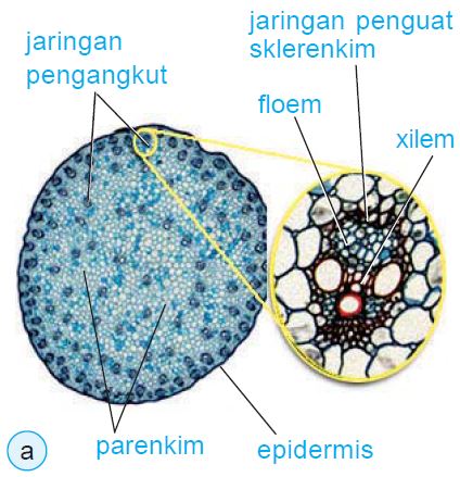 Macam-macam Jenis Jaringan Pada Tumbuhan Beserta Fungsi dan Fotonya