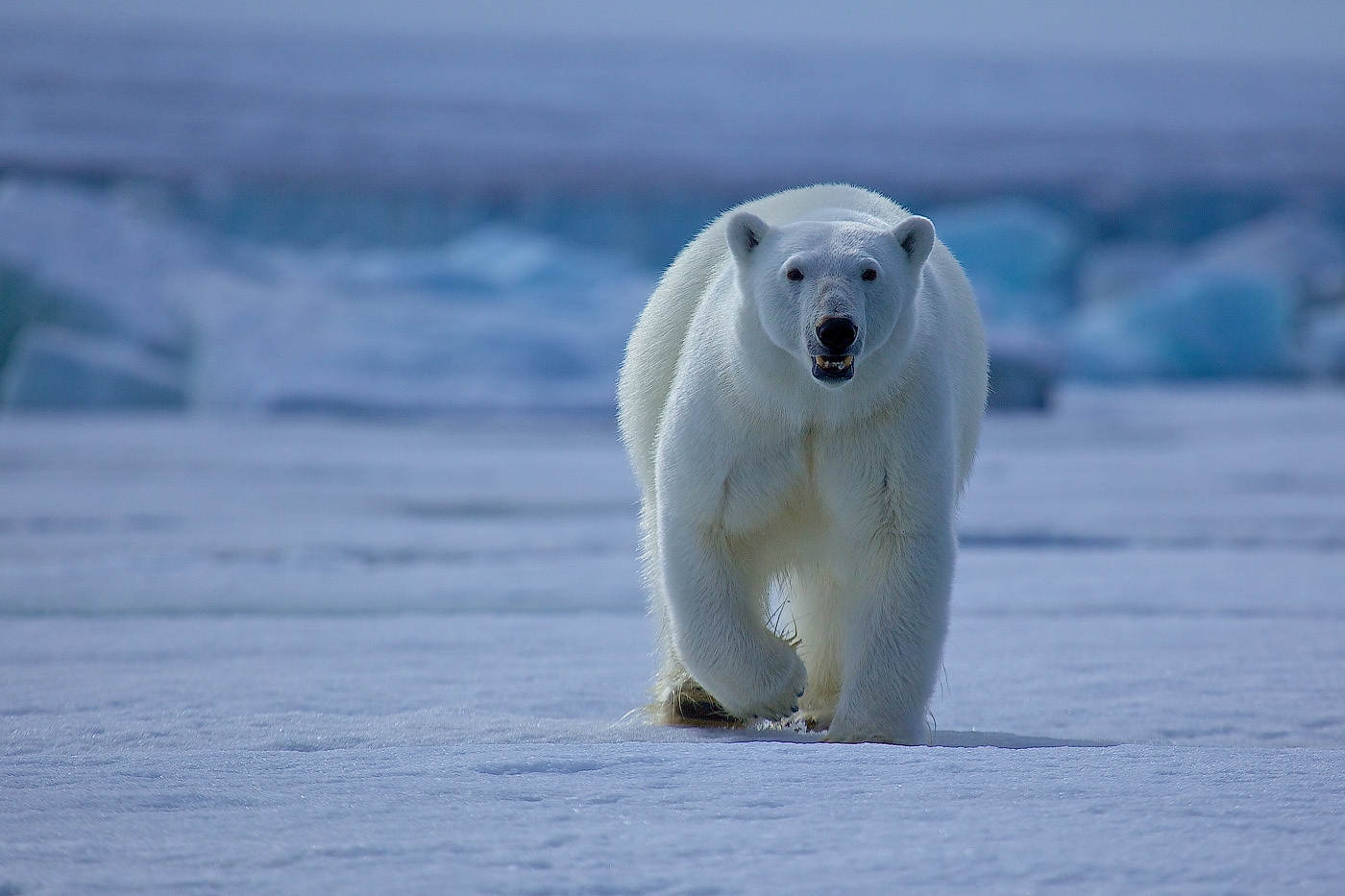 IMAGENES DE OSOS POLARES: FOTO DE OSO POLAR SOLITARIO
