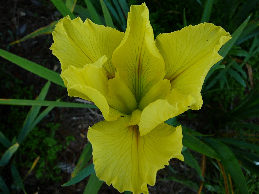 World of Irises: The Diversity of Color in Louisiana Irises - Yellow Irises