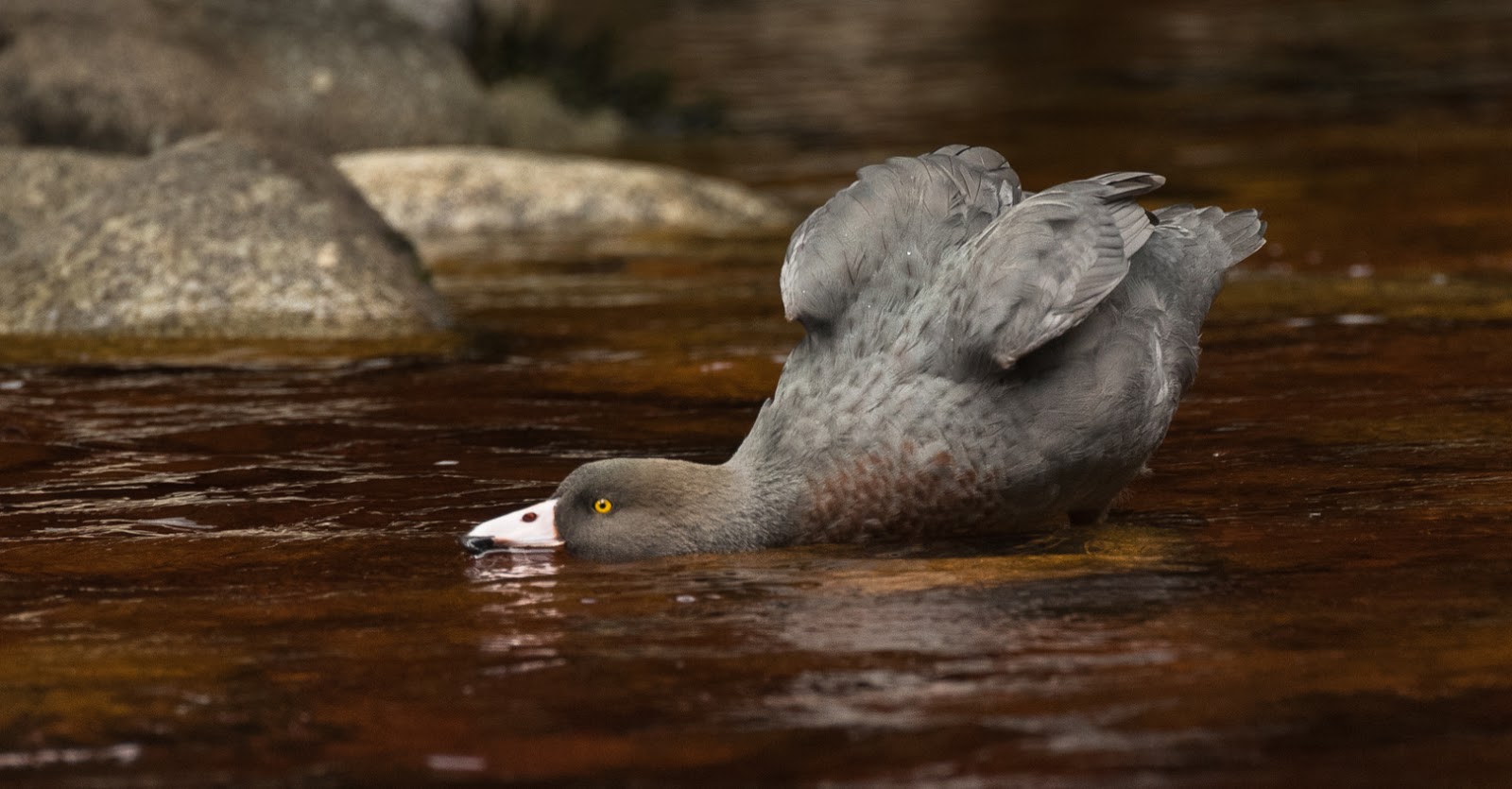 Pol's Nature Photography: New Zealand blue duck
