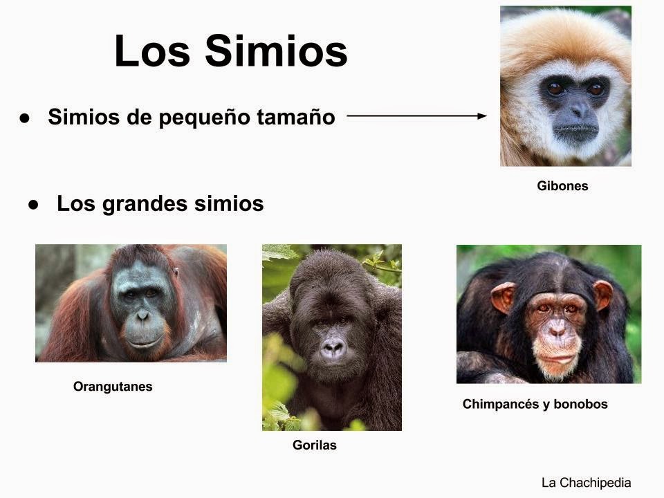 La Chachipedia: Los Primates