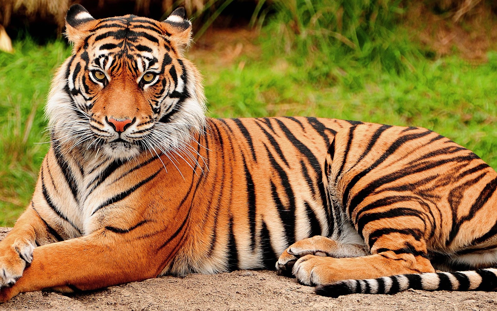 Royal Bengal Tiger