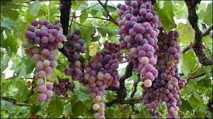PANEN ANGGUR ~ Budidaya Desa