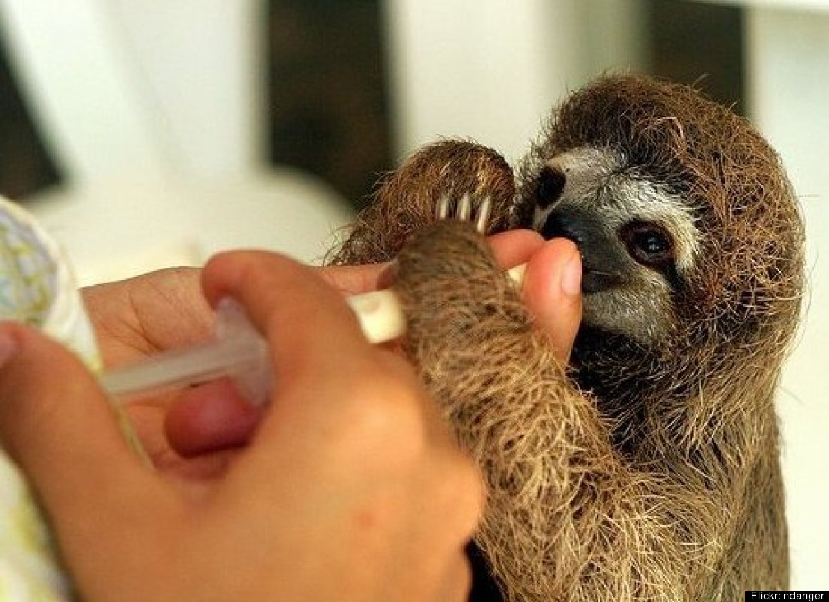 White Wolf : Cute Baby Sloths (Photos-Video)