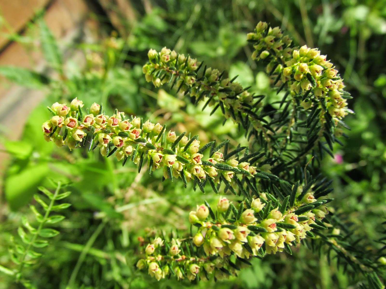 Das plantas e das pessoas: Erica scoparia L. (Ericaceae)