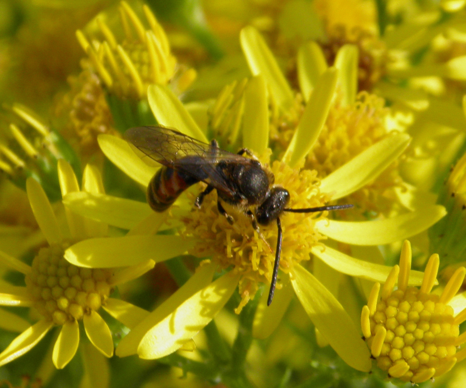 Enjoying life: Ragwort: what a fantastic plant for bees