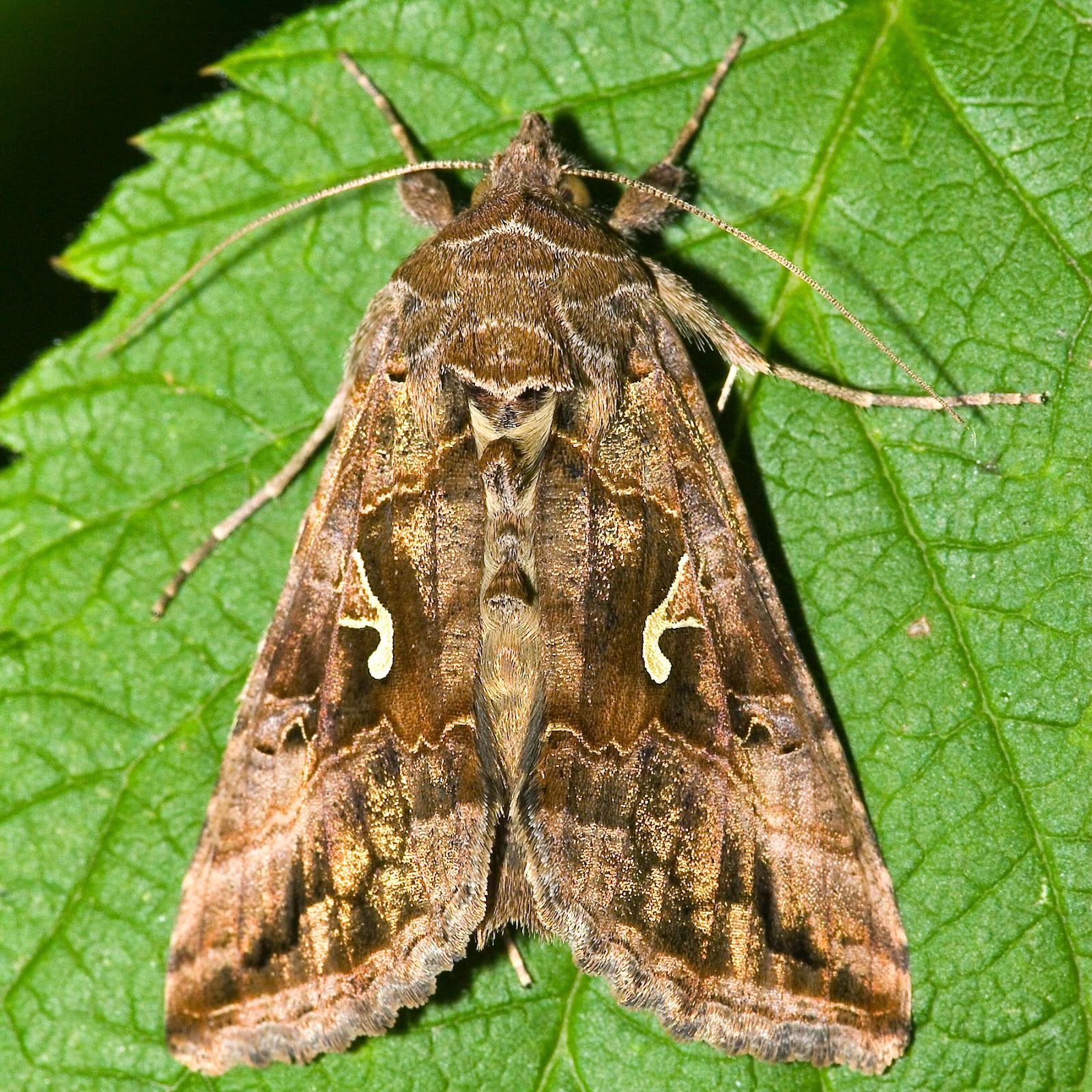 GUSANITOS VERDES (PLUSIA Autographa gamma) | Un Huerto En El Patio