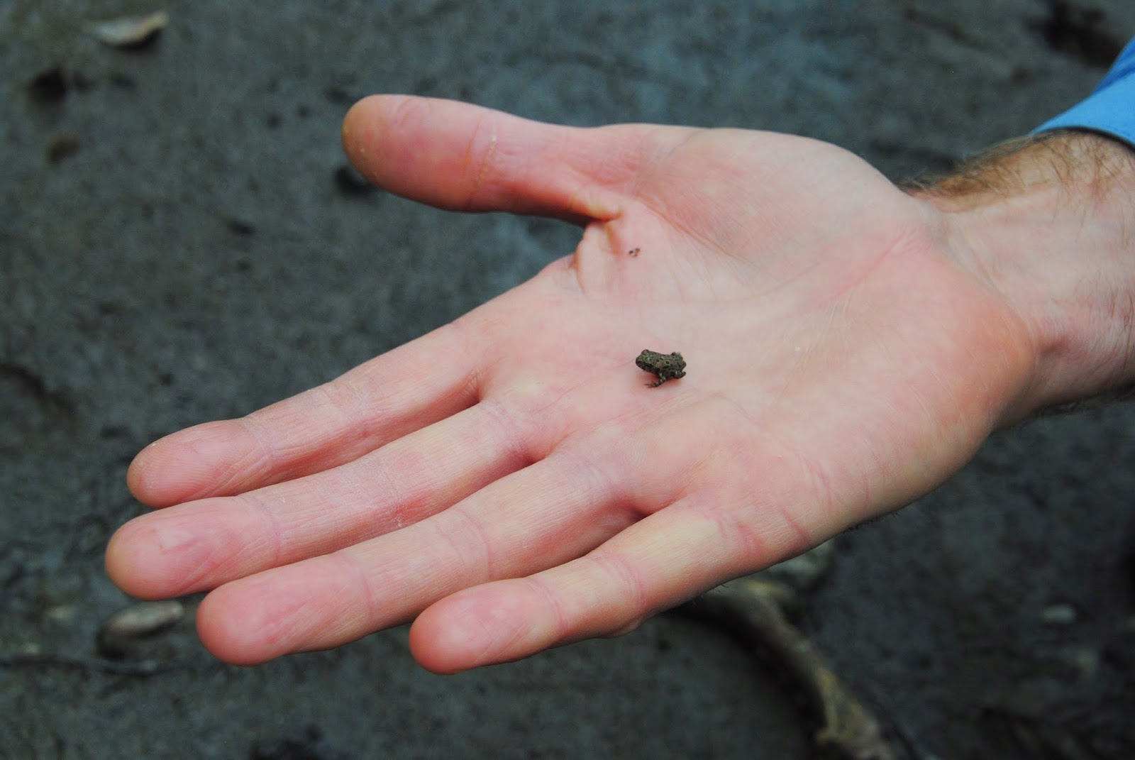 Spreading my Wings: Redwood National Park