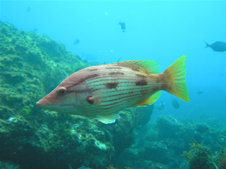 Pigfish (Orthopristis chrysoptera) ~ Fish Info and Picture