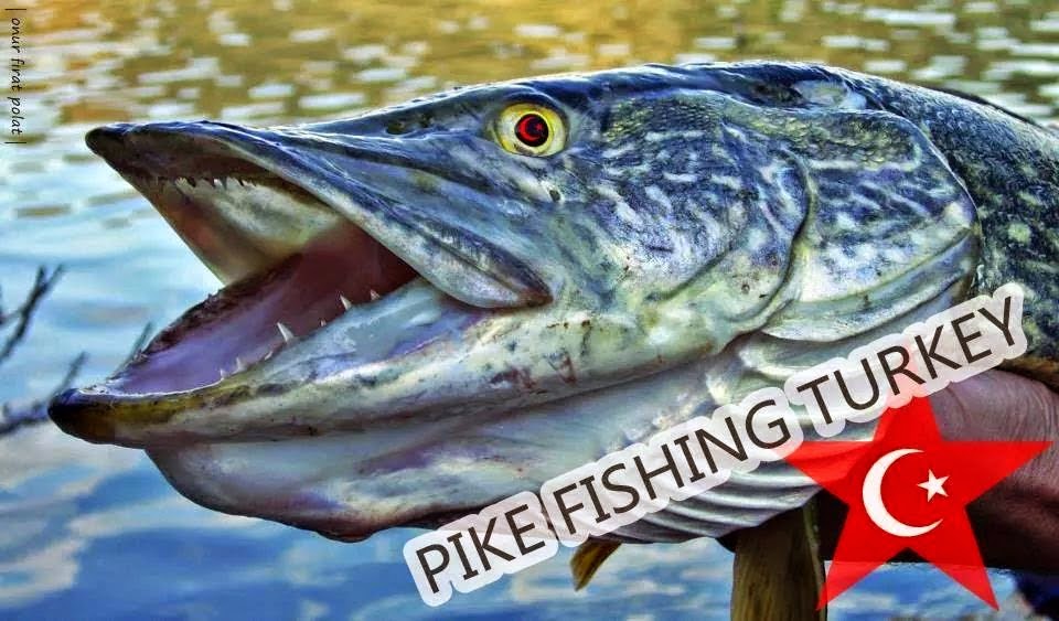 TURNA (Pike Esox lucius ) HAKKINDA GENEL BİLGİLER