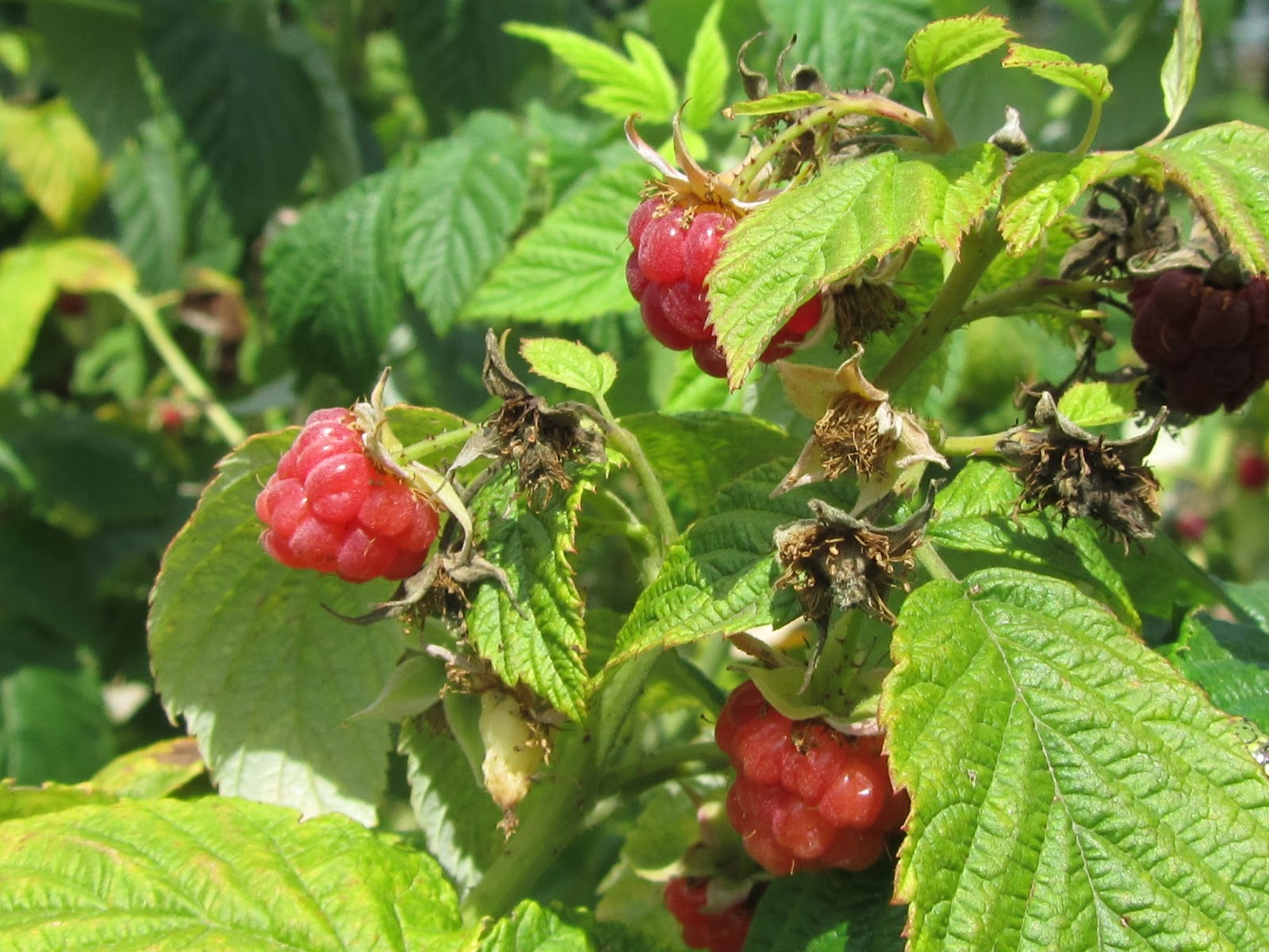 Dove Piantare i Lamponi (Rubus idaeus)? Come Si Coltivano? | Il Gusto ...