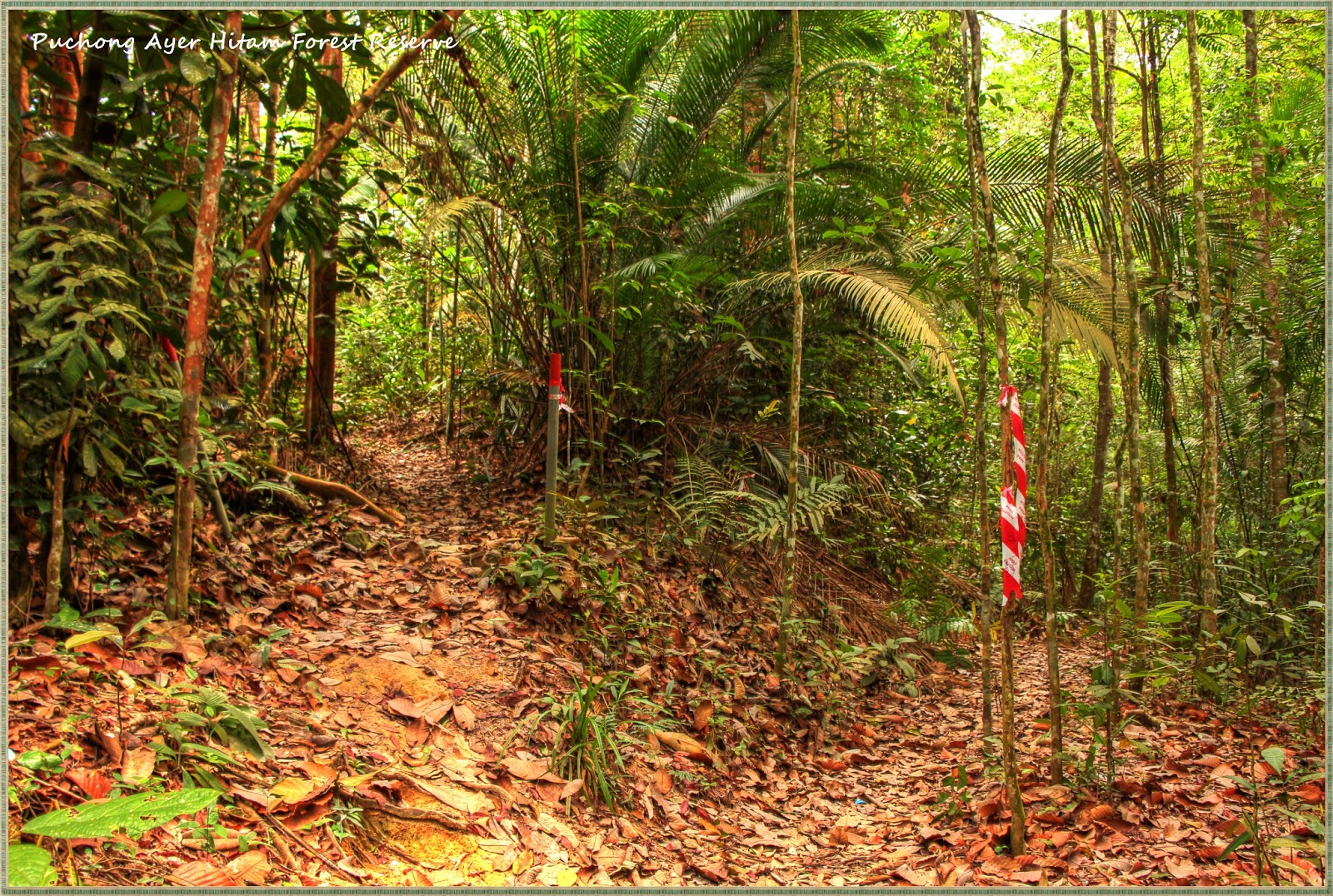 Story of My Life: Bukit Ayer Hitam Forest Reserve
