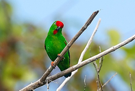 Gambar Burung Serindit Jantan Dan Betina - Gambar Burung