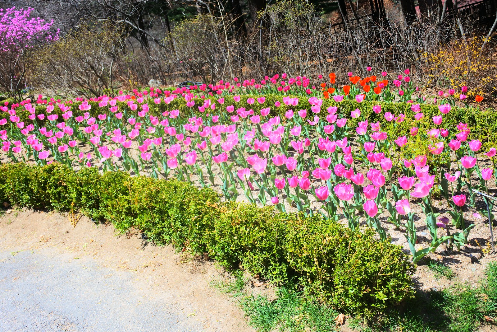 Jalan - jalan Korea 2017: Musim bunga di Garden of Morning Calm dan ...