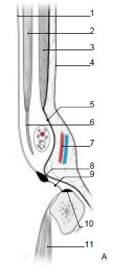 DR. JUAN HERNÁNDEZ ORDUÑA. : ANATOMIA QUIRURGICA DE LA REGION INGUINAL ...